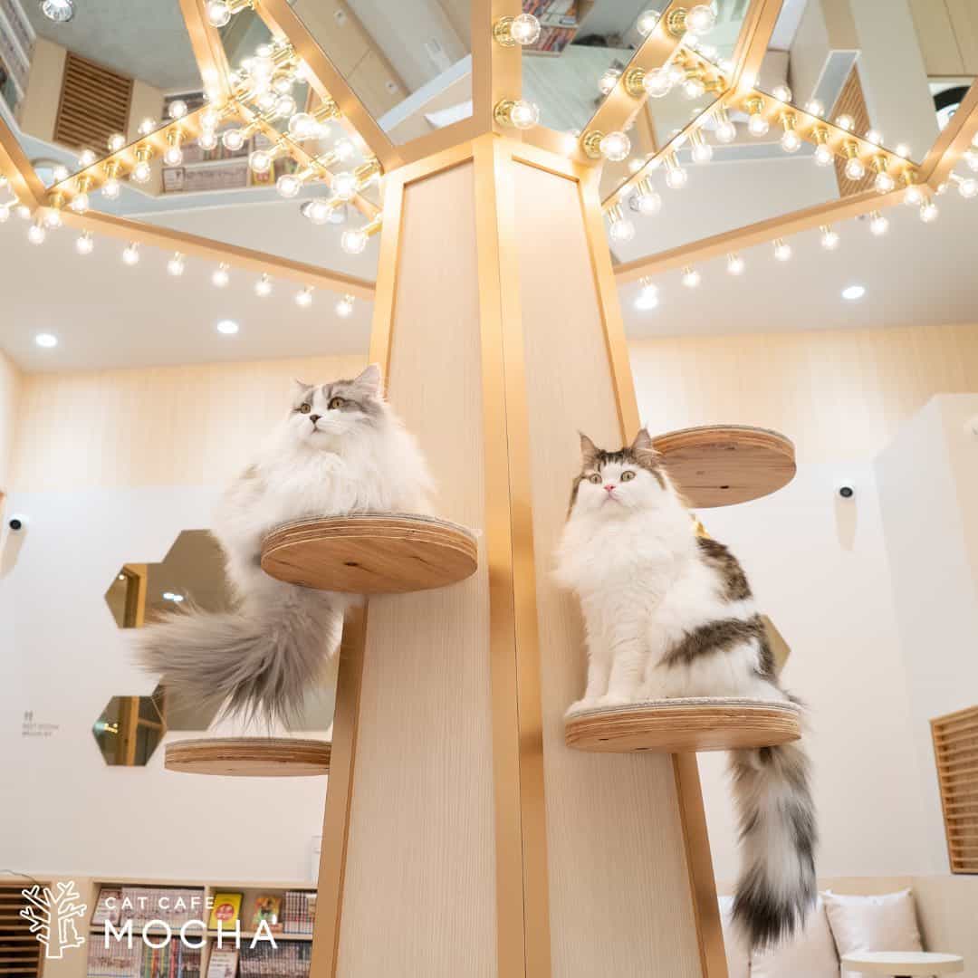 Cat cafés do Japão: confira opções e dicas de visita
