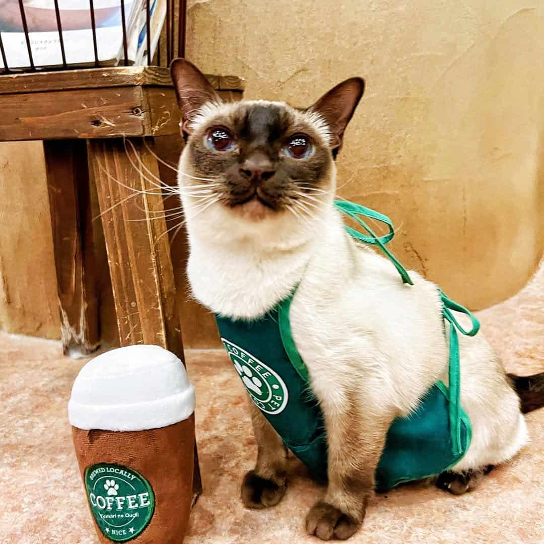 Cat cafés do Japão: confira opções e dicas de visita