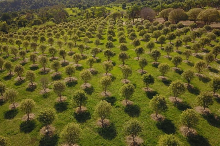 Parque Maeda tem lazer na natureza e o maior jardim japonês do país