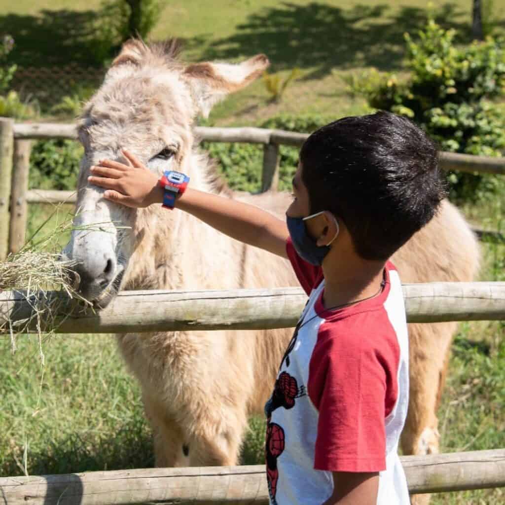 A 1h de SP, Sítio Chibana tem Day Use e lazer para a família - Blog ...