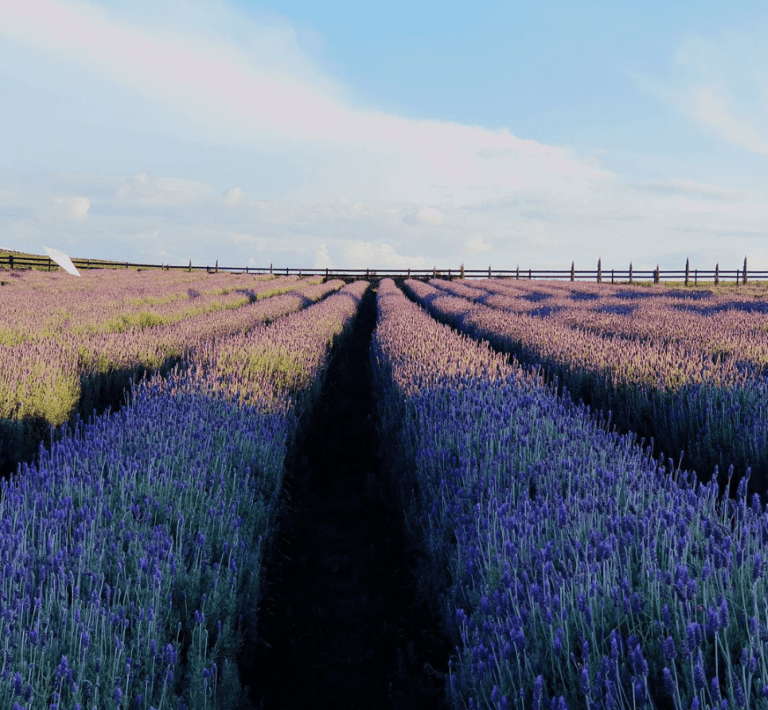 Conheça esse vilarejo holandês com um lindo campo de lavanda no Paraná
