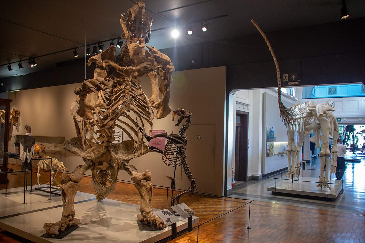 Museu de Zoologia da USP tem dinossauros, fauna brasileira e mais!