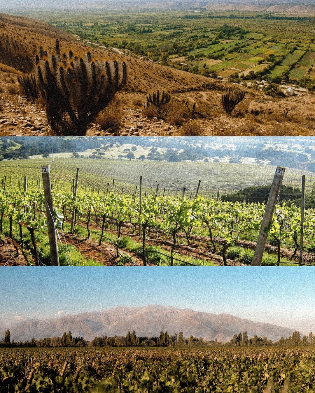 Concha y Toro - conheça a vinícola mais tradicional do Chile